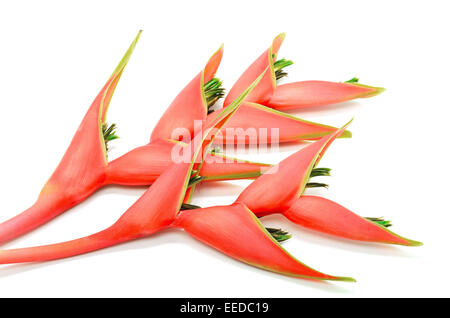 Tropical red heliconia flower, Heliconia stricta, isolated on a white ...