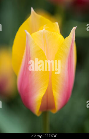 Tulip "Blushing Lady Stock Photo - Alamy