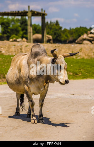 Zebu in Zoo Stock Photo - Alamy