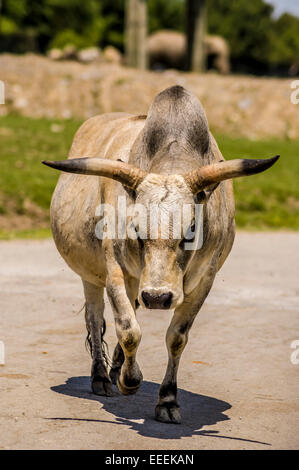 Close-up view of a zebu in the zoo Stock Photo - Alamy