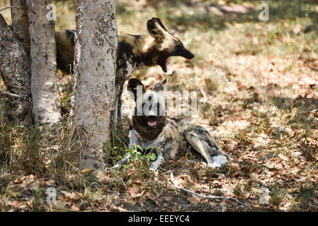 Wild Dogs Under Tree Stock Photo - Alamy