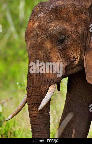Portrait of an elephant in the Tsavo National Park, Kenya Stock Photo ...