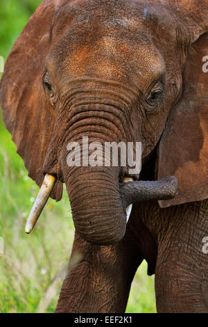 Portrait of an elephant in the Tsavo National Park, Kenya Stock Photo ...