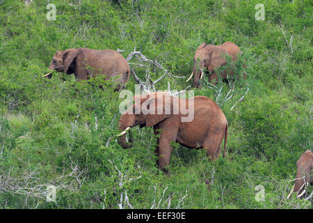 Red colored African elephant herd feeding bushes, Tsavo National Park ...