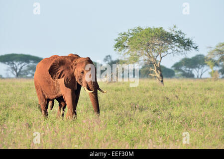 A red Red colored African elephant walking and feeding, Tsavo National ...