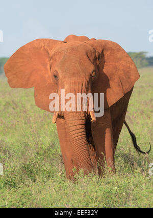 Red colored African elephant frontal portrait, Tsavo National Park ...