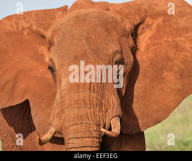Red colored African elephant frontal portrait, Tsavo National Park ...