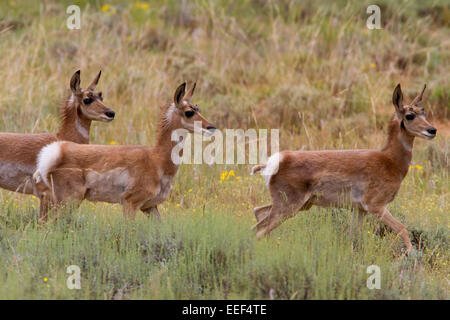 Pronghorn (Antilocapra americana) grazing in field at Bryce Canyon ...