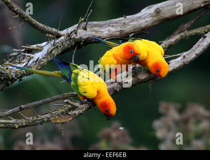 Sun Conures or Parakeets (Aratinga solstitialis) Cuddling Stock Photo ...
