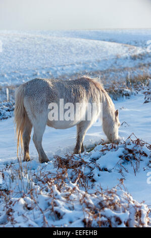 Mynydd Epynt, Powys, UK. 17th January, 2015. A cream coloured Welsh ...