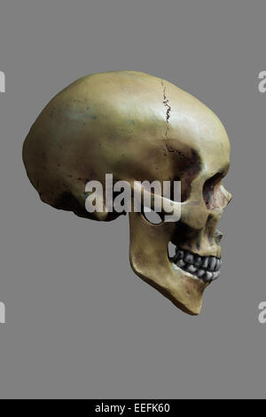 Human skull on grey background Stock Photo - Alamy