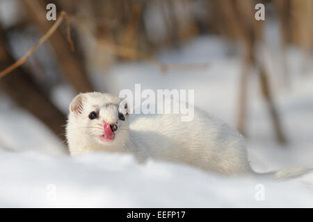 Lest Weasel early in the spring Stock Photo - Alamy