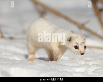 Least Weasel Stock Photo - Alamy