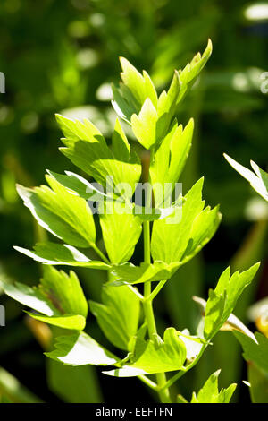 Liebstock, Liebstoeckel, Maggikraut, Levisticum officinale, garden ...