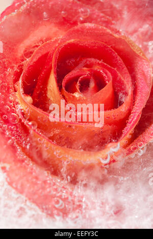 pink rose frozen in a block of ice Stock Photo - Alamy