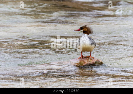 A common merganser hen in the Virgin River in Zion National Park in ...