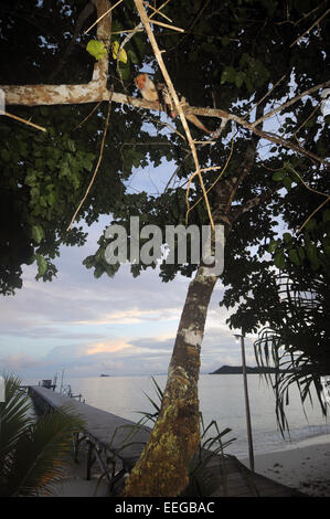 A common spotted cuscus, Spilocuscus maculatus, is a marsupial that ...