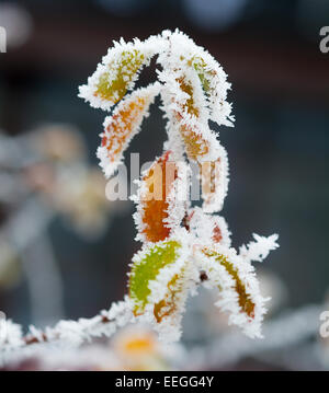 Close-up of Hoarfrost on frozen Berries on a cold Winter Stock Photo ...