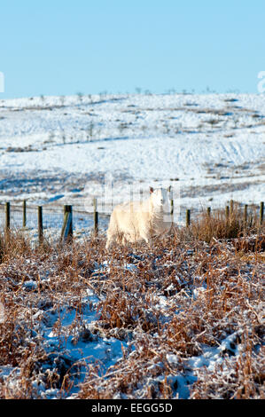 Mynydd Epynt, Powys, UK. 18th January, 2015. Sheep wait for the farmer ...