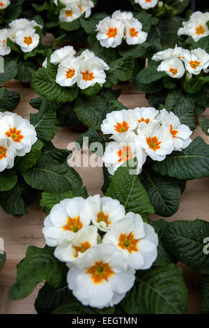 Primula acaulis, primrose, white polyanthus, primroses orange center ...