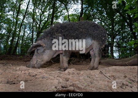 Mangalica pig - A Hungarian rare breed pig that is making a come back ...
