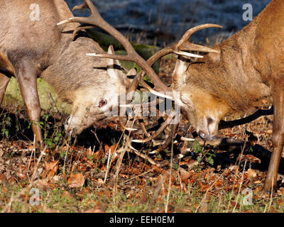 Red deer stags clashing antlers during rutting season Stock Photo - Alamy