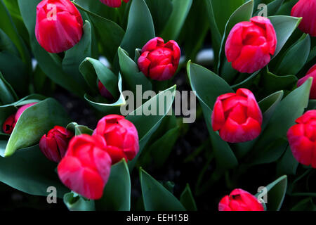Red tulips on the flowerbed in the garden Stock Photo - Alamy