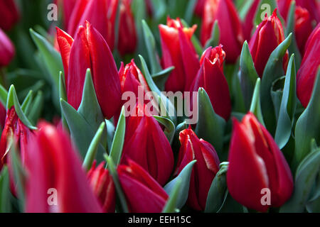 flowering tulips. Beautiful flowers. Spring season. gardening Stock ...