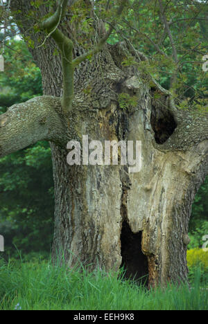 Ancient Ash tree (Fraxinus excelsior) Letea forest, Strictly protected ...