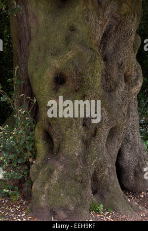 Quercus ilex Holm oak Trunk Stock Photo - Alamy