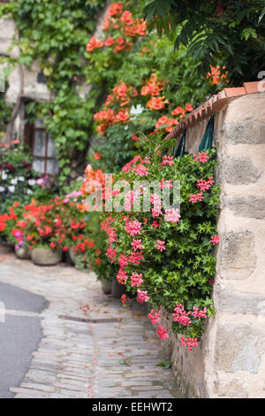 Colourful display of Summer bedding plants in a container Stock Photo ...
