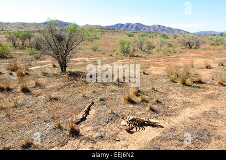 Emu Skeleton, Flinders Ranges, South Australia Stock Photo - Alamy