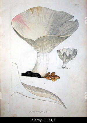 James Sowerby was an English botanical artist known for his detailed ...