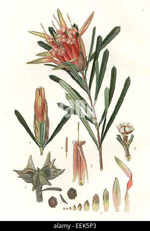 Lambertia formosa is a flowering plant native to Australia, known for ...