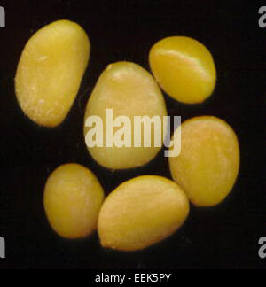 Landolphia capensis is a species of flowering plant in the Apocynaceae ...