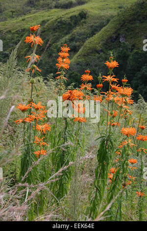 Leonotis leonurus plant, known as the Lion's ear or Lion's tail plant ...