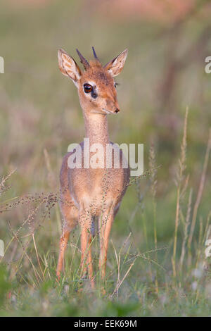 Kirk's Dik-dik (Madoqua kirkii) adult male, close-up of head, Shaba National Reserve, Kenya ...