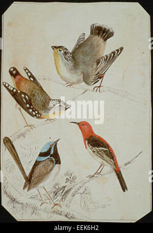 Louisa Atkinson (1834-1872) was an Australian writer, artist, and ...