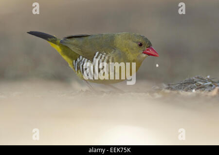 Green avadavat or green munia (Amandava formosa), Mount Abu, Rajasthan ...