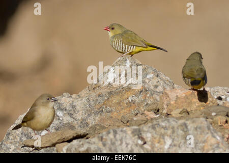 Green avadavat or Green munia (Amandava formosa Stock Photo - Alamy