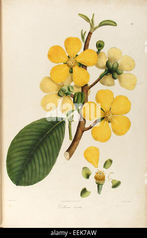 Nathaniel Wallich was a Danish-born physician and botanist, known for ...