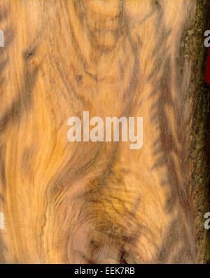 Olea capensis, commonly known as the Cape Olive, is a species of ...