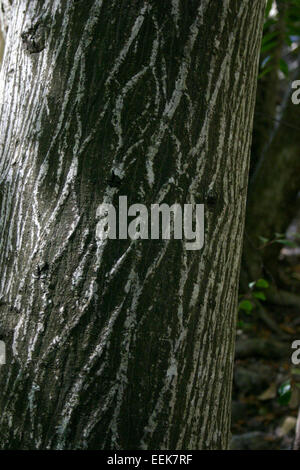 Olea capensis, commonly known as the Cape olive, is a tree species ...