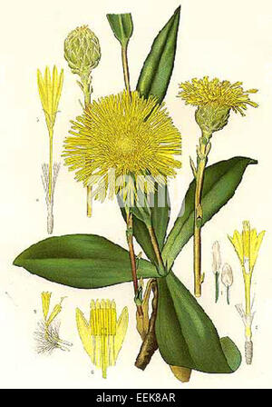 Podolepis acuminata is a species of flowering plant native to Australia ...