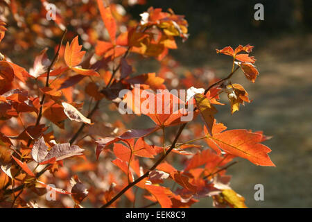 Nana berry (Rhus dentata is a deciduous tree native to South Africa ...
