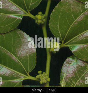 Ziziphus mucronata, commonly known as the buffalo thorn, is a species ...