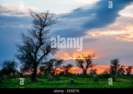 Sunset over the savannah, Mali Stock Photo - Alamy