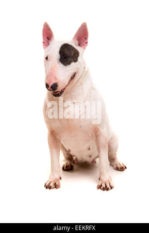 Studio shot of an adorable Bull terrier standing on grey background ...