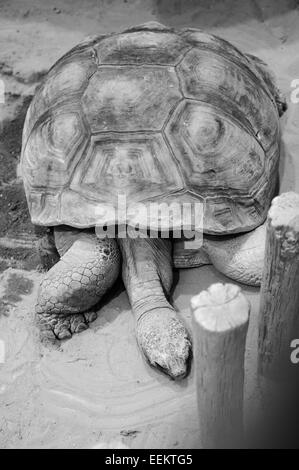 Giant tortoise in Ueno zoo Tokyo Stock Photo - Alamy