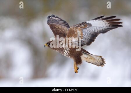 Buzzard (Buteo buteo), dark form, in flight with light snowfall ...
